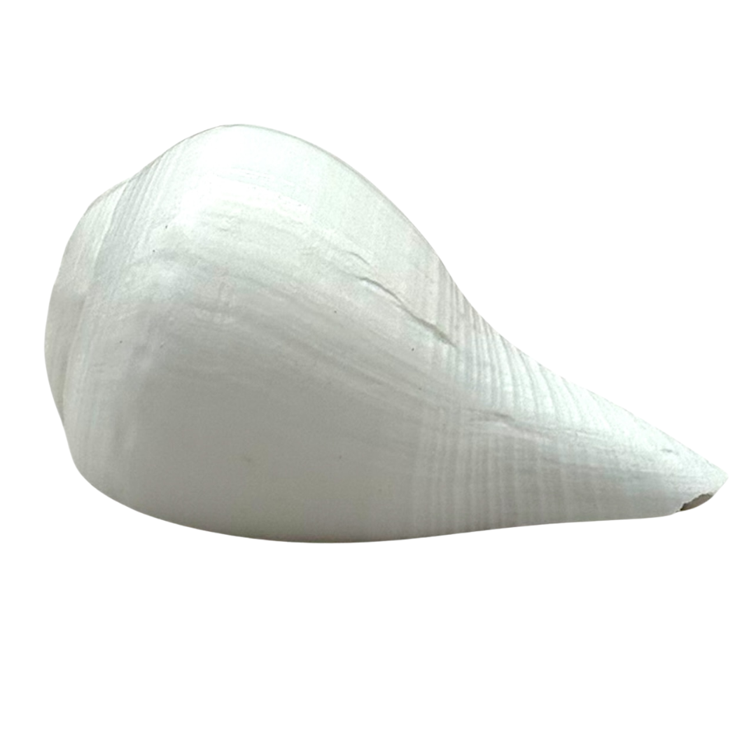 Buy Shankh for Pooja/ Divine Sound/ Traditional Conch for Aarti ...